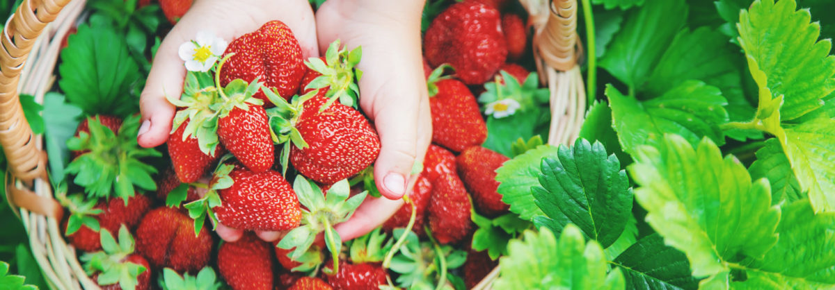 3 Healthy Strawberry Recipes to Welcome Spring - Florida Medical Clinic ...